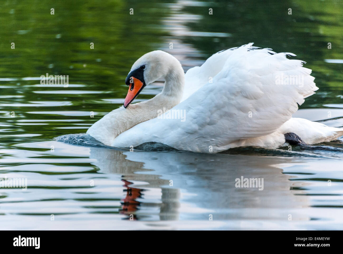 Swan position hi-res stock photography and images - Alamy