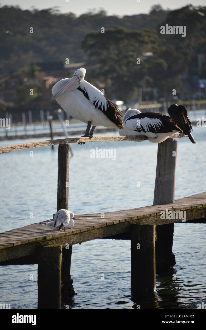 Pelican portrait on fence pier post Merimbula NSW Australia with the ...