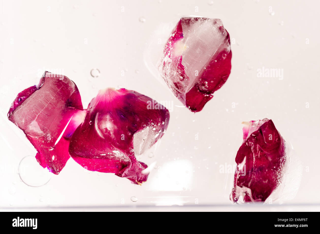 Frozen red rose in white frost Stock Photo - Alamy