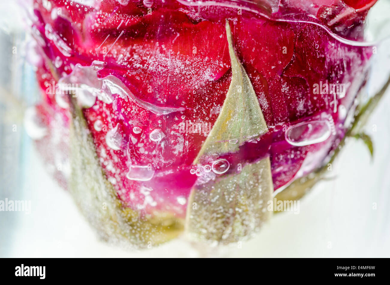 Frozen red rose in white frost Stock Photo - Alamy
