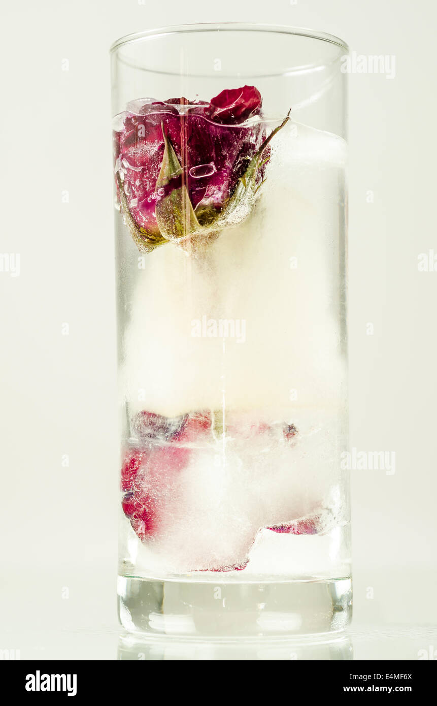 Frozen red rose in white frost Stock Photo - Alamy