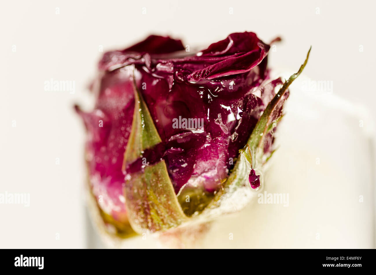 Frozen red rose in white frost Stock Photo - Alamy