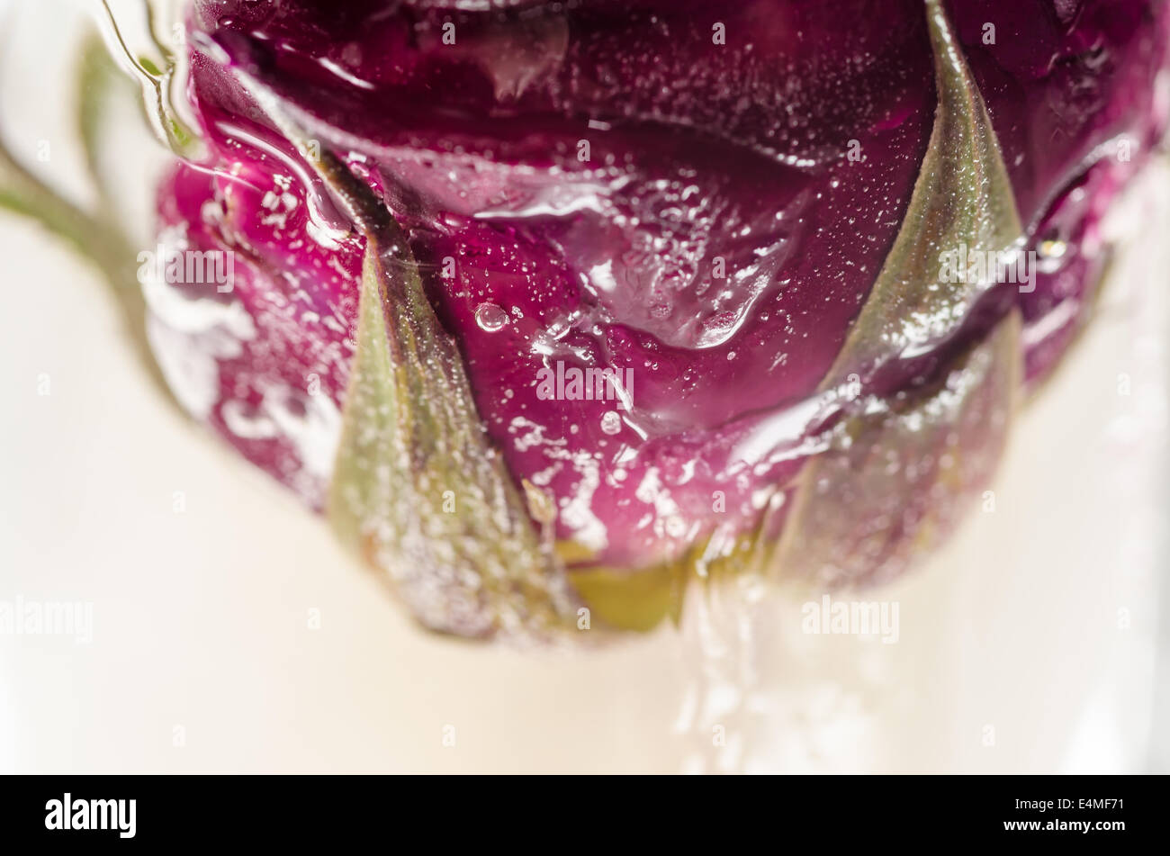 Frozen red rose in white frost Stock Photo - Alamy
