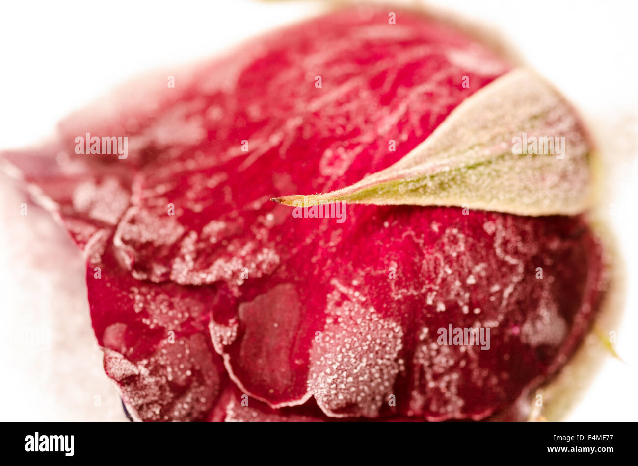 Frozen red rose in white frost Stock Photo - Alamy