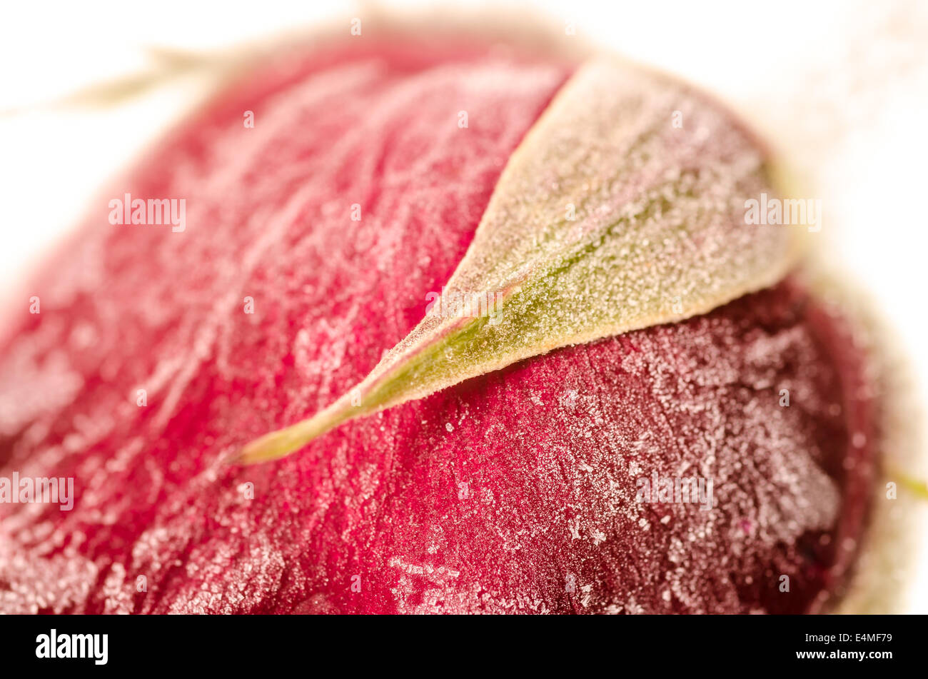 Frozen red rose in white frost Stock Photo - Alamy