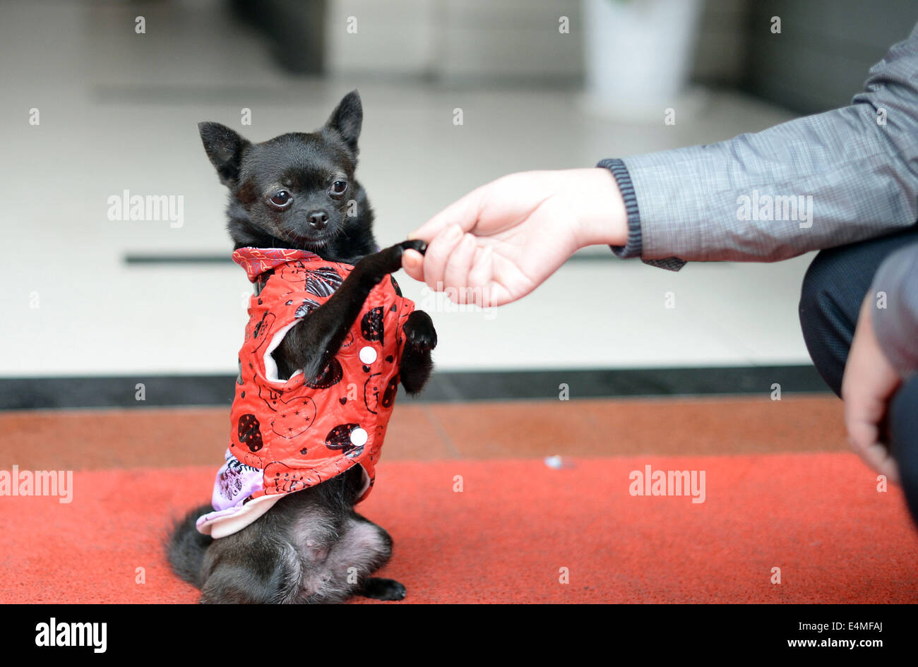 8th, December, 2013.Chongqing. Keke and Mr Yen shake hands. 8th Dec, 2013. © SIPA Asia/ZUMA Wire ...