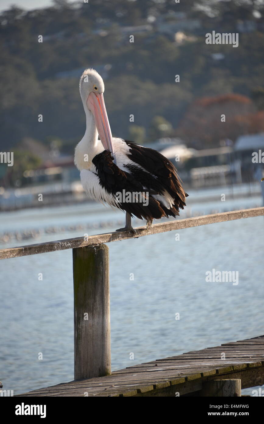 Pelican portrait on fence pier post Merimbula NSW Australia with the ...