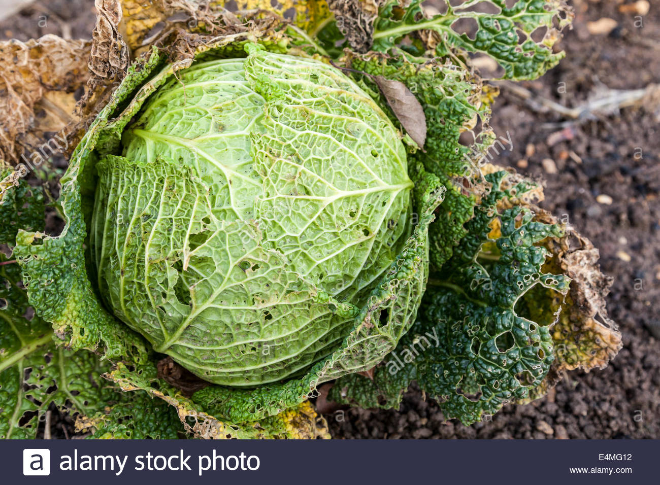 Winter Cabbage Stock Photos & Winter Cabbage Stock Images - Alamy