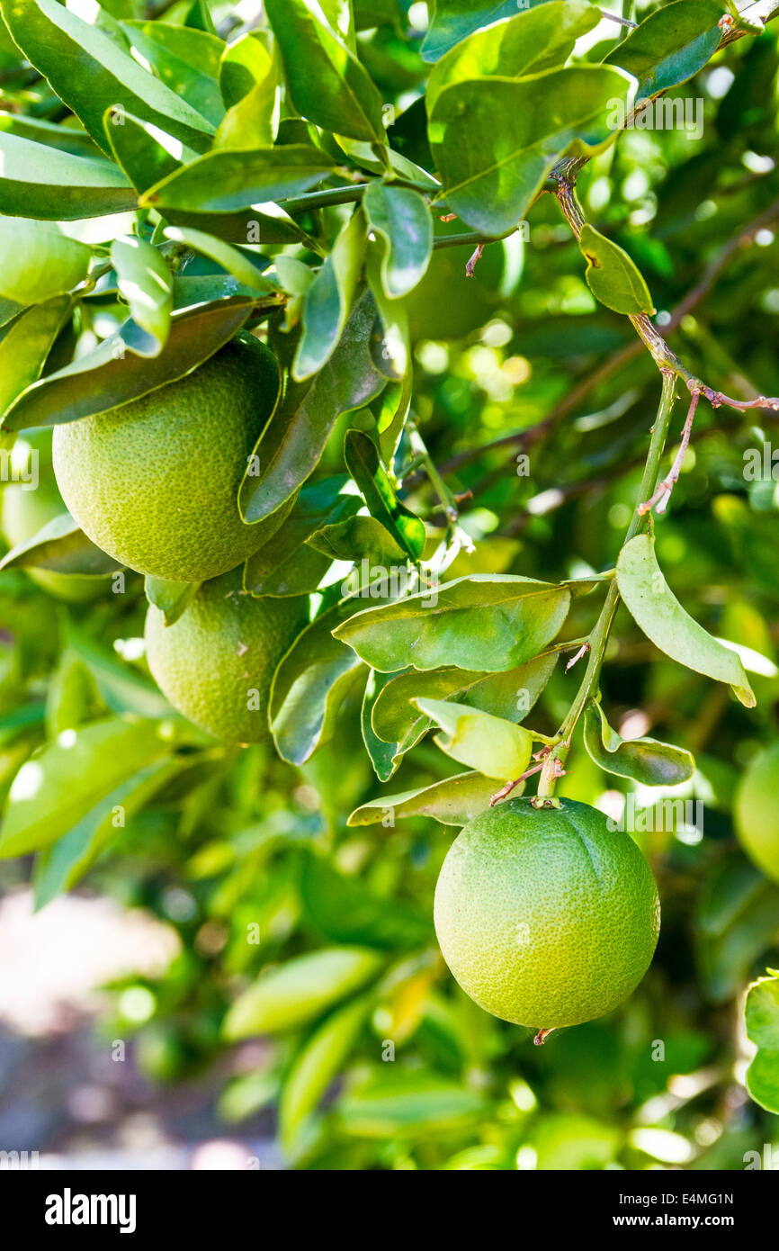 Orange groves california hi-res stock photography and images - Alamy
