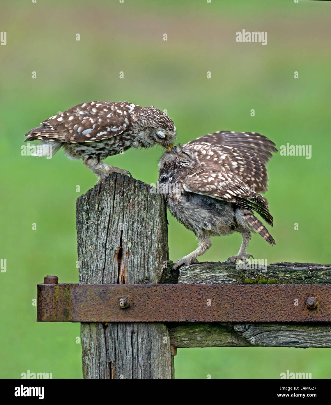 Noctua owlet hi-res stock photography and images - Alamy