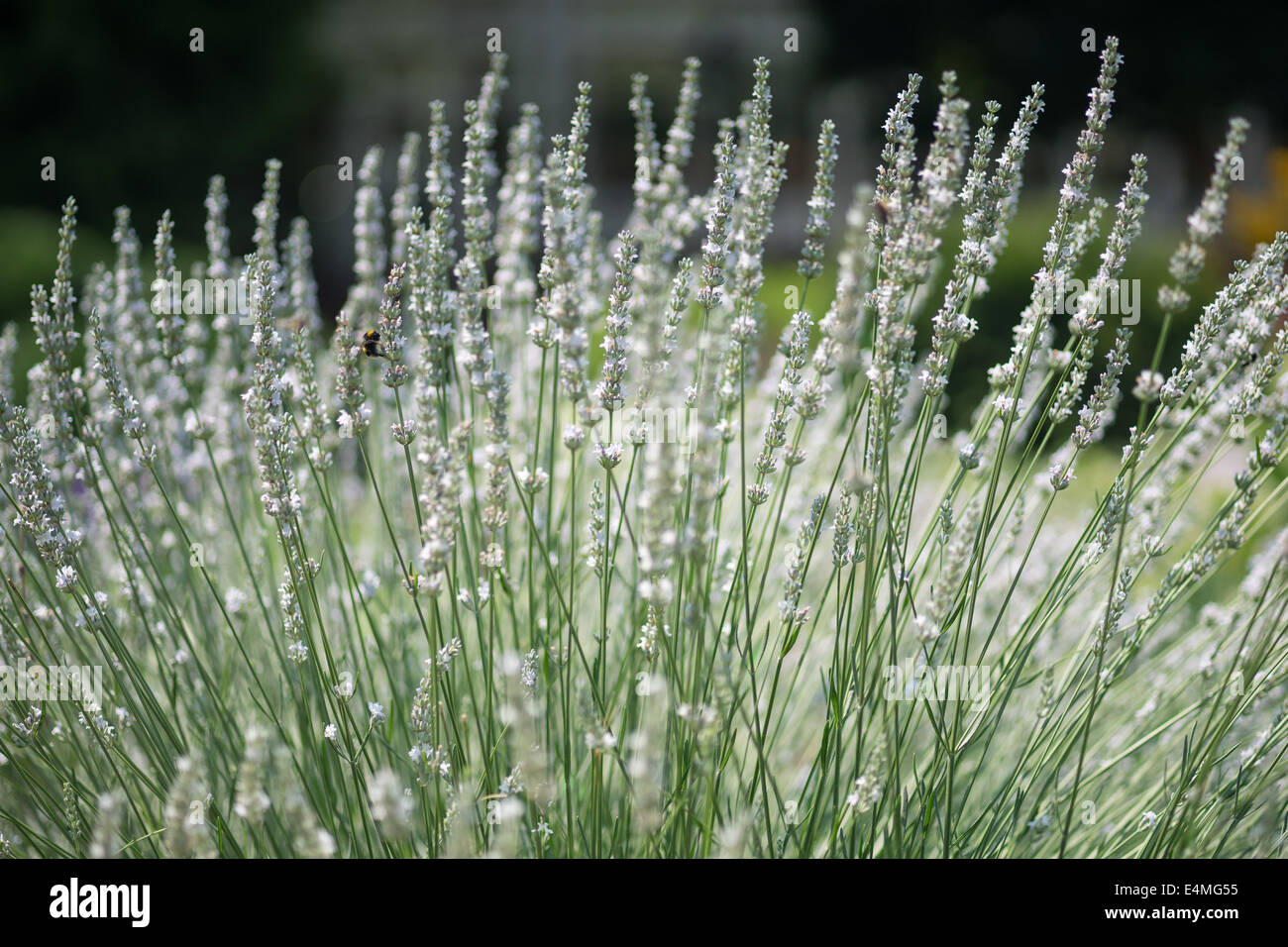 Blooming white lavender flowers close up Lavandula angustifolia Stock ...
