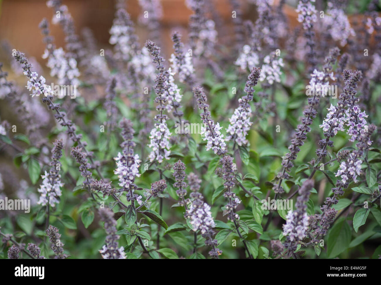 Basil Thai basil sweet basil Ocimum basilicum in full bloom Stock Photo ...