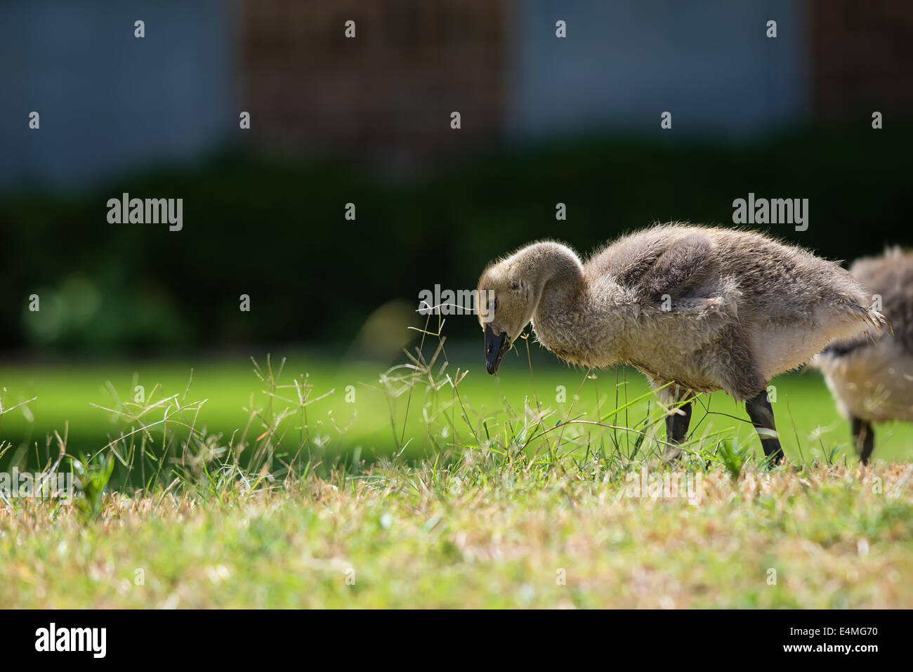 Cute goose hi-res stock photography and images - Alamy