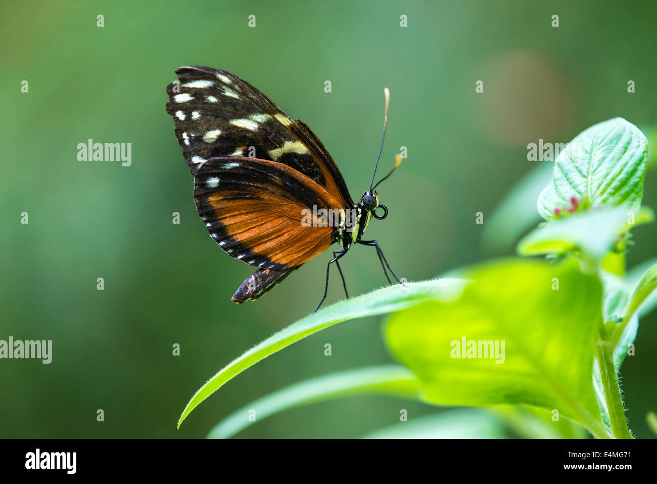 Tiger Longwing butterfly (Heliconius hecale), aka Golden Helicon ...