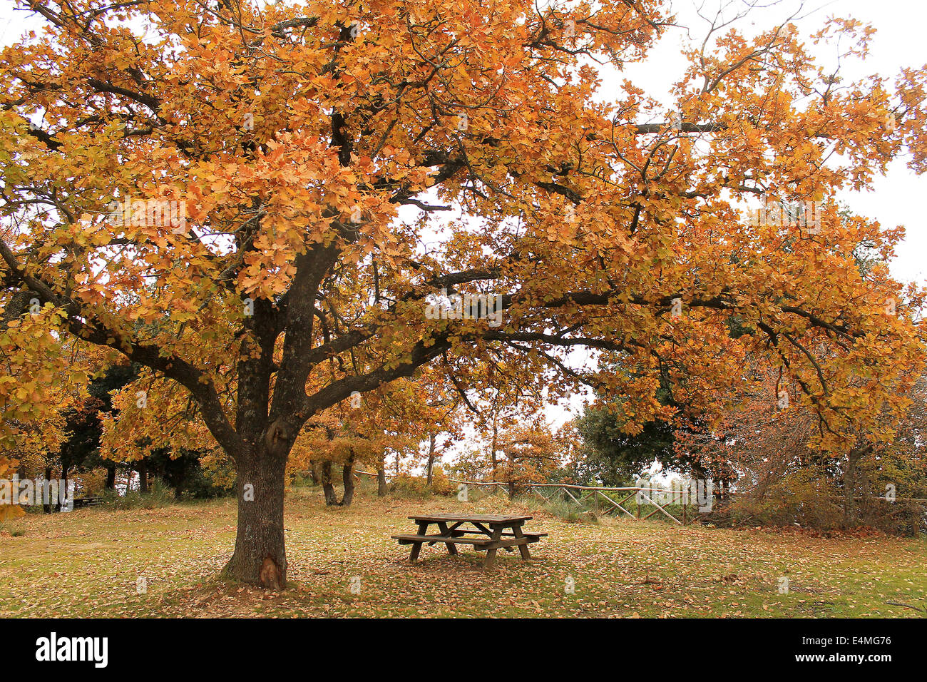 Picnic table under tree hi-res stock photography and images - Alamy