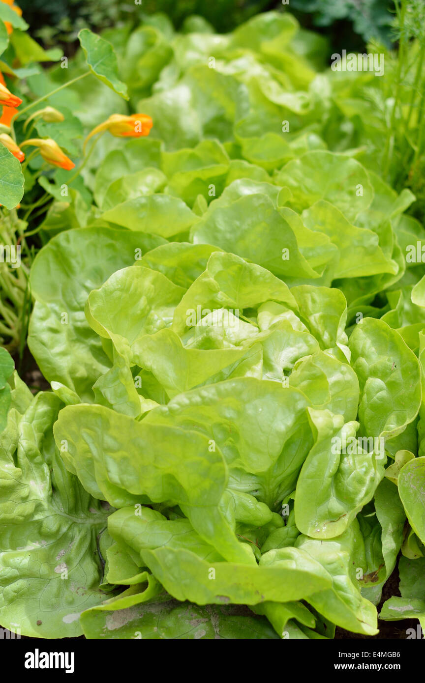 Close-up of green butterhead lettuce (Lactuca sativa) in a garden field ...