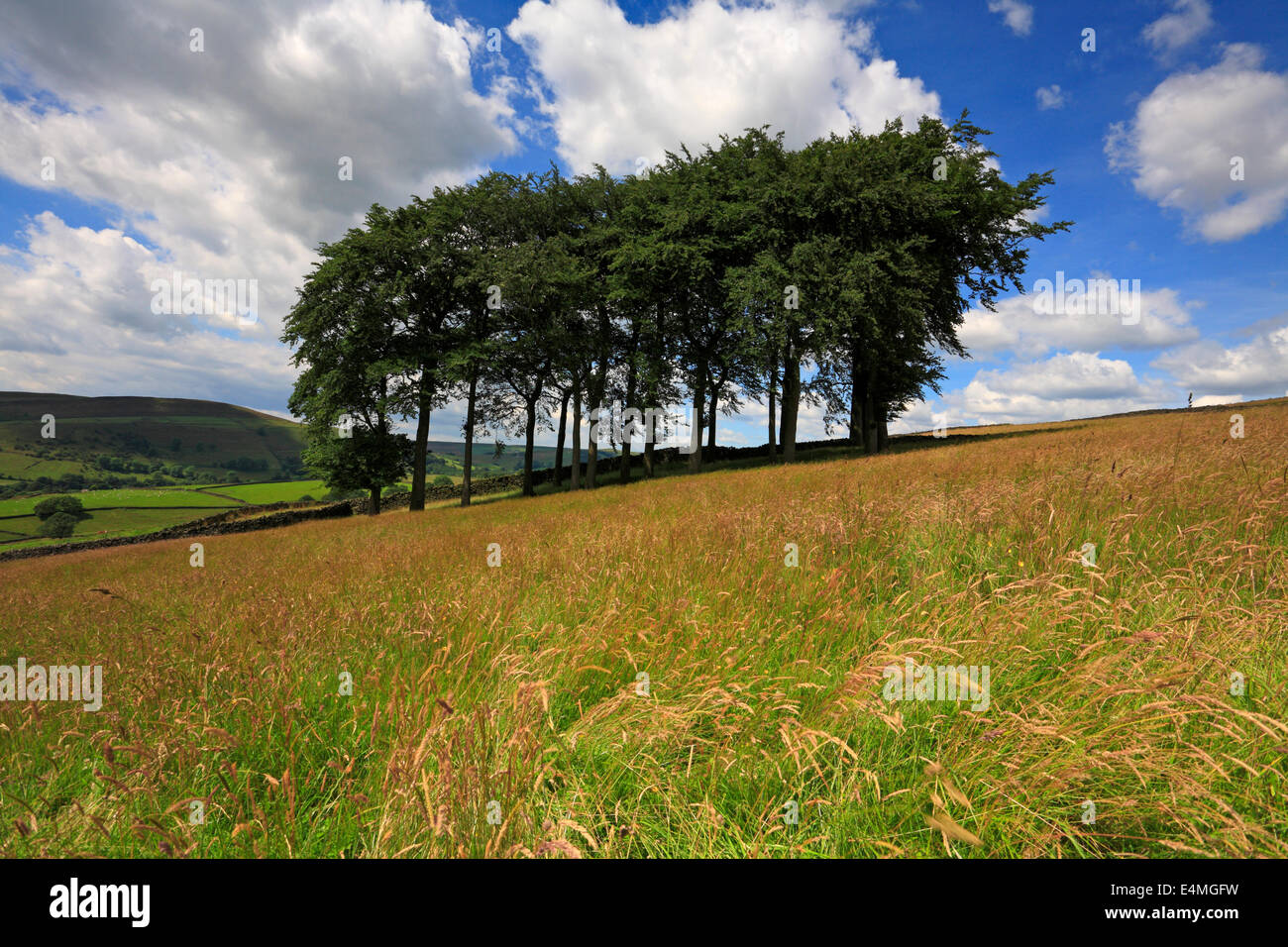 Twenty Trees off Snake Path above Hayfield, Peak District National Park ...