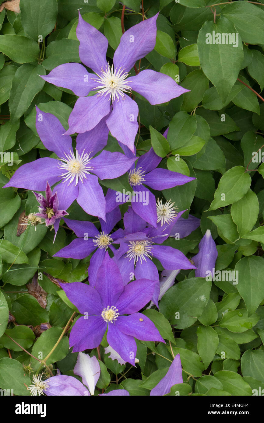 Blue clematis hi-res stock photography and images - Alamy