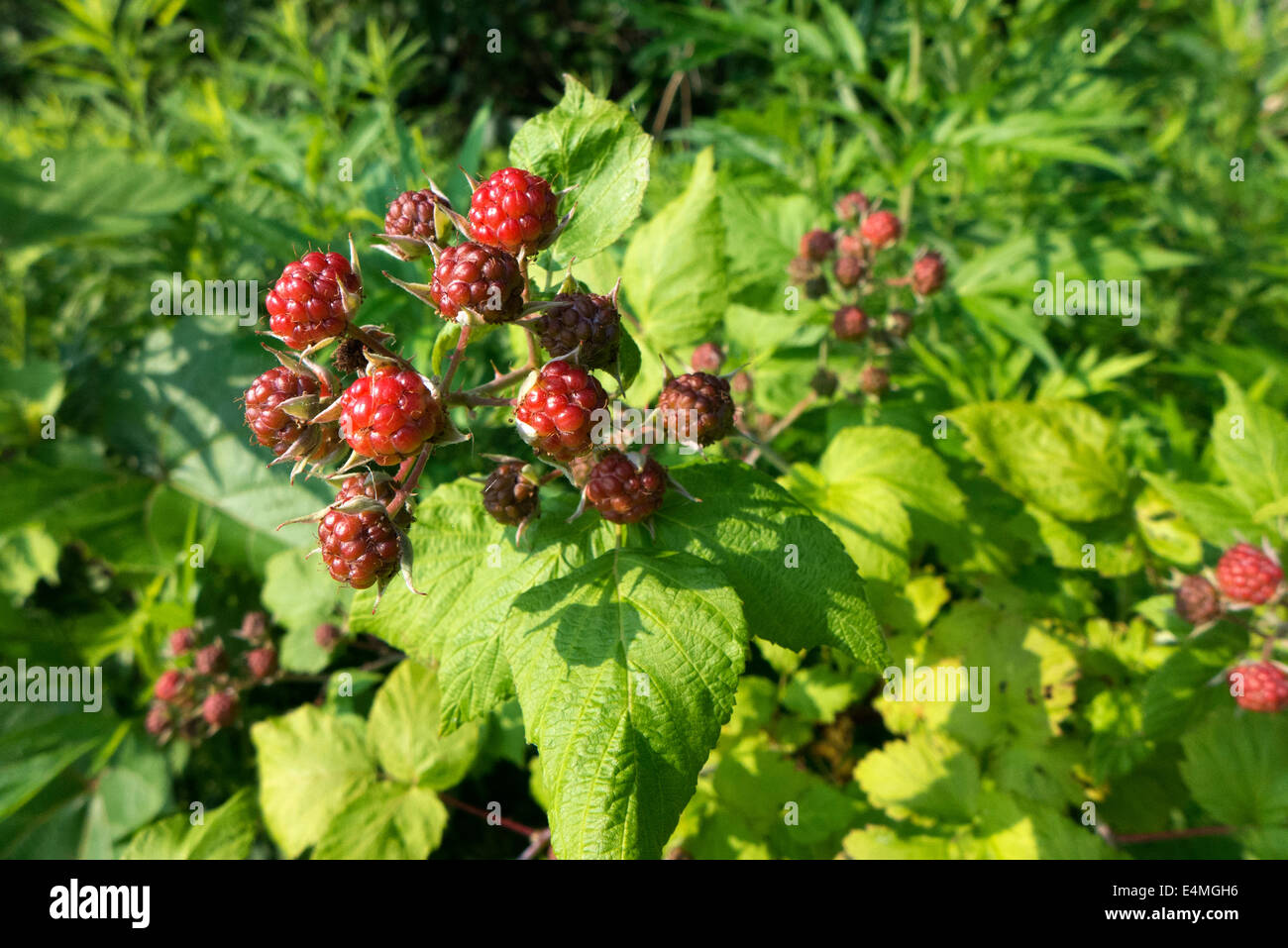 Wild raspberries hi-res stock photography and images - Alamy
