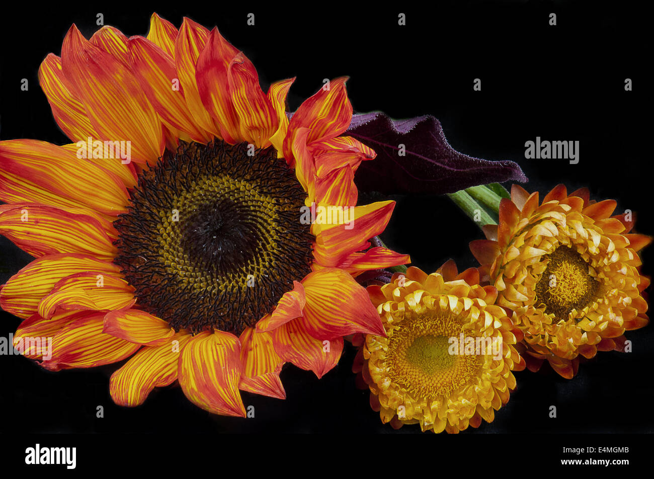 Orange Sunflower with small Yellow Flowers Stock Photo - Alamy