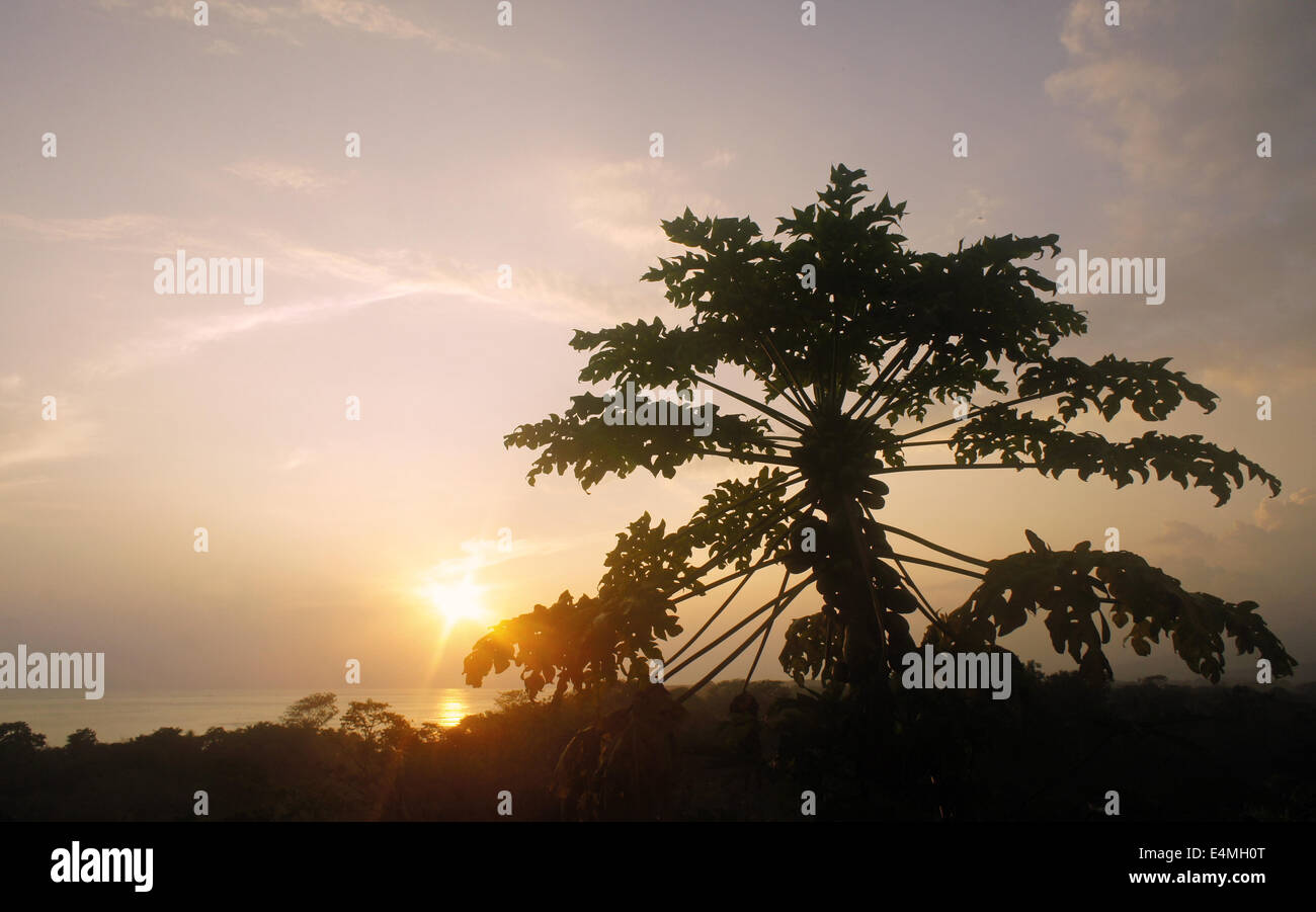caribbean papaya tree in the sunset Stock Photo - Alamy