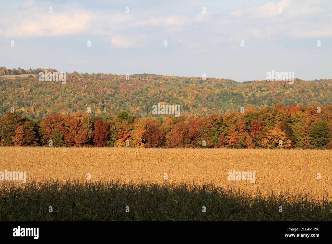 Golden Autumn Field Stock Photo - Alamy