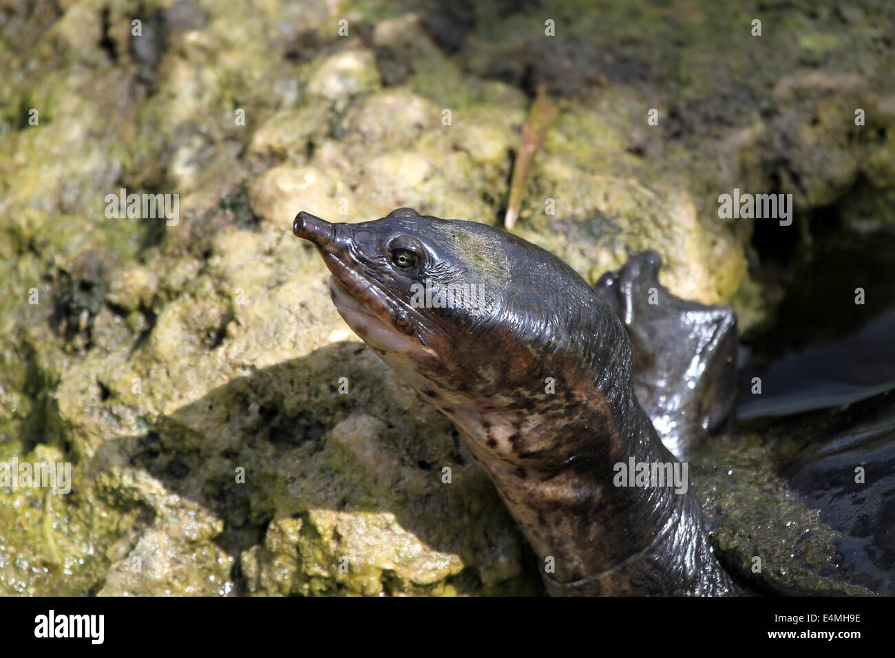 Turtle shell neck head hi-res stock photography and images - Alamy