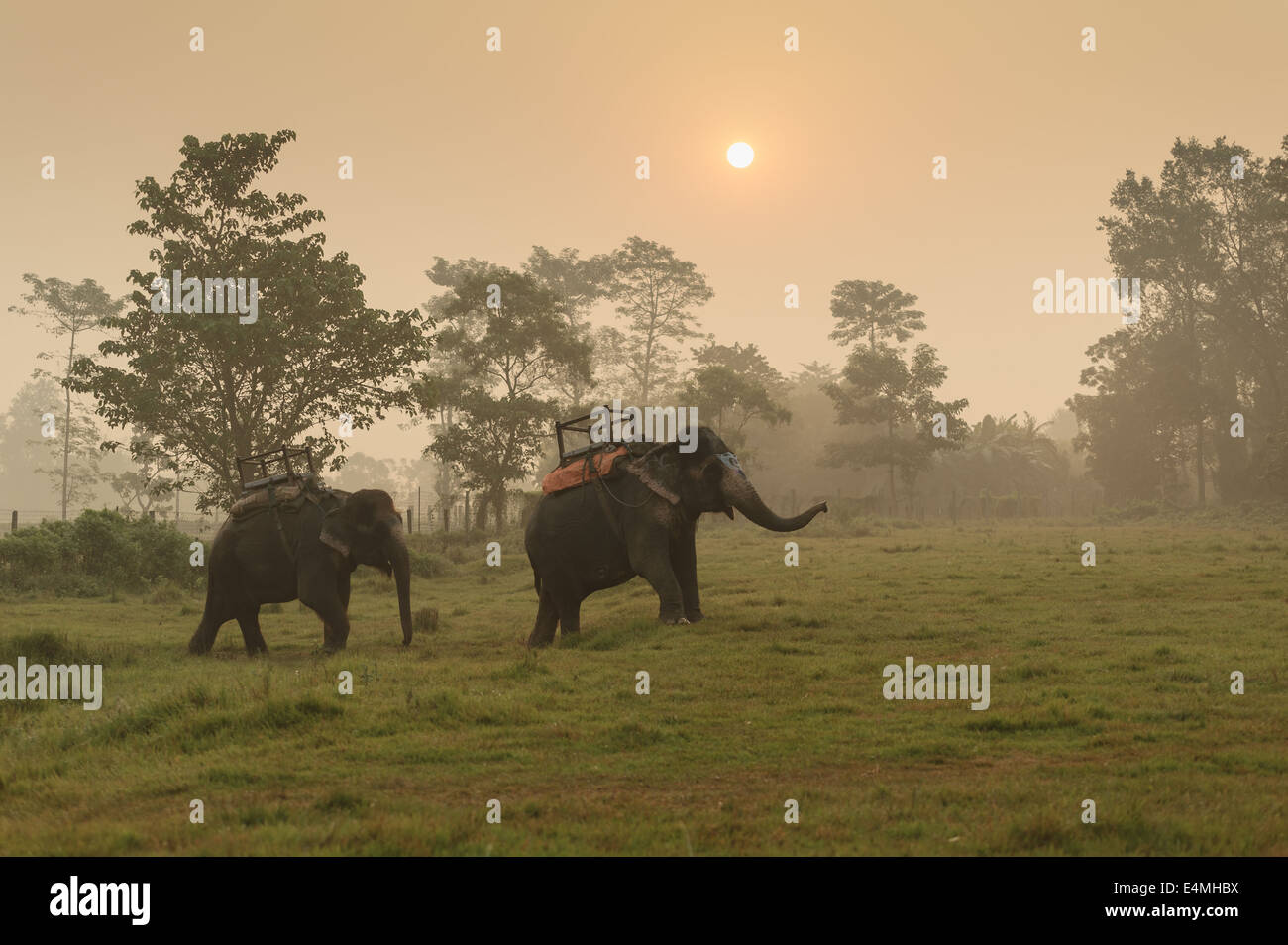 Elephants walking on the lawn at Elephant safari tour Chitwan National ...