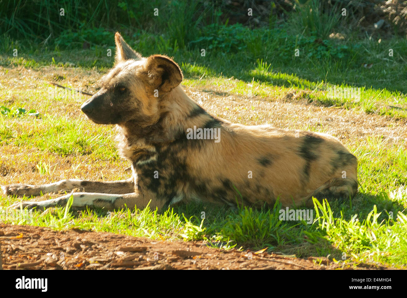 African wild dog pack hi-res stock photography and images - Alamy