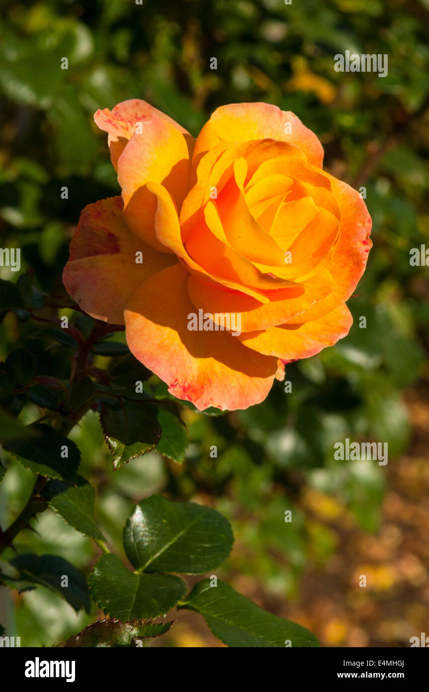 Rose gardens hi-res stock photography and images - Alamy