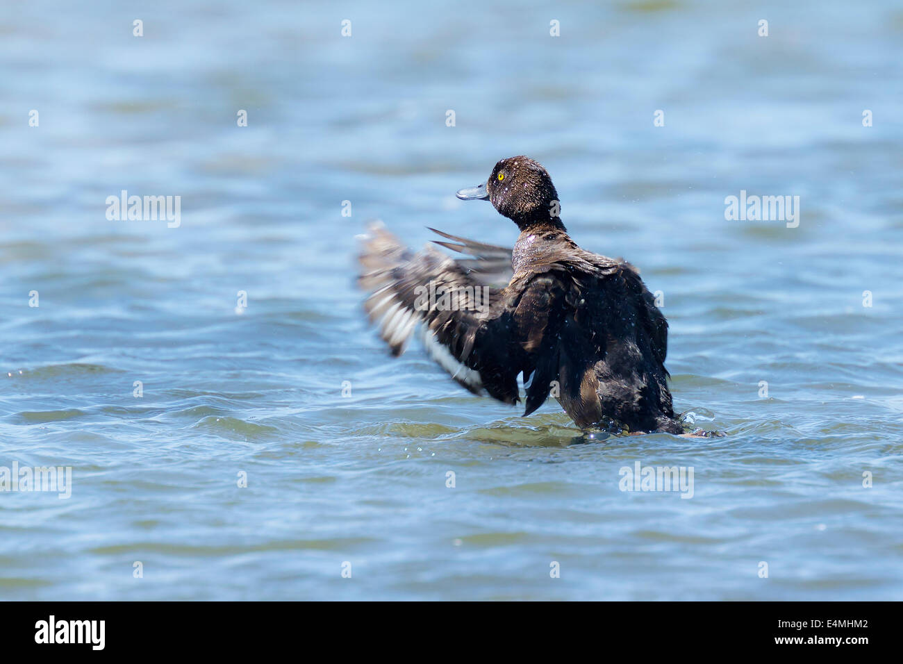 Duck water splash hi-res stock photography and images - Alamy