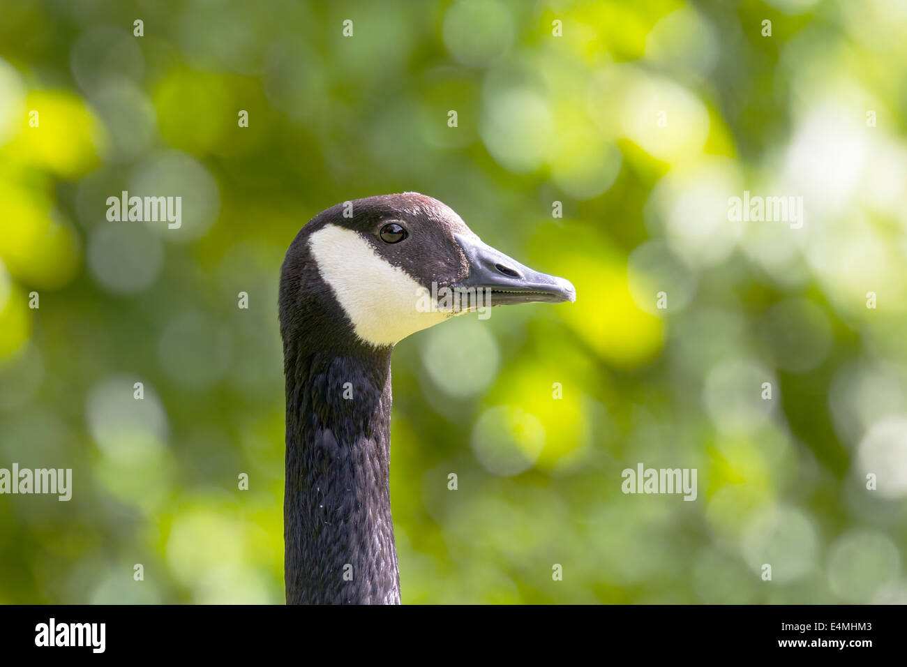 Portrait of a canadian goose hi-res stock photography and images - Alamy