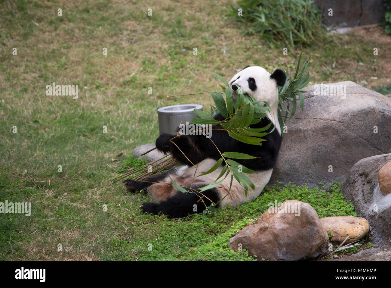 Panda at ocean park hi-res stock photography and images - Alamy
