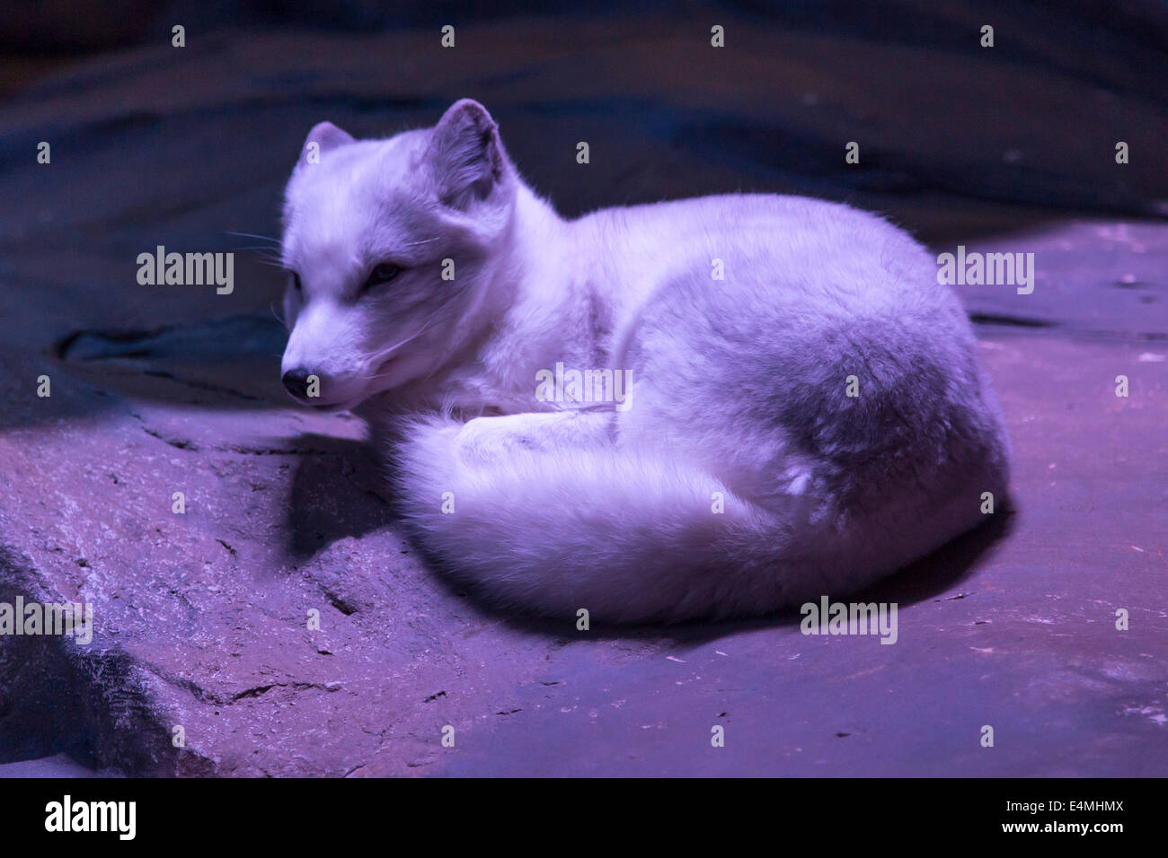 CHINA HONG KONG Ocean Park aquarium polar fox Stock Photo - Alamy