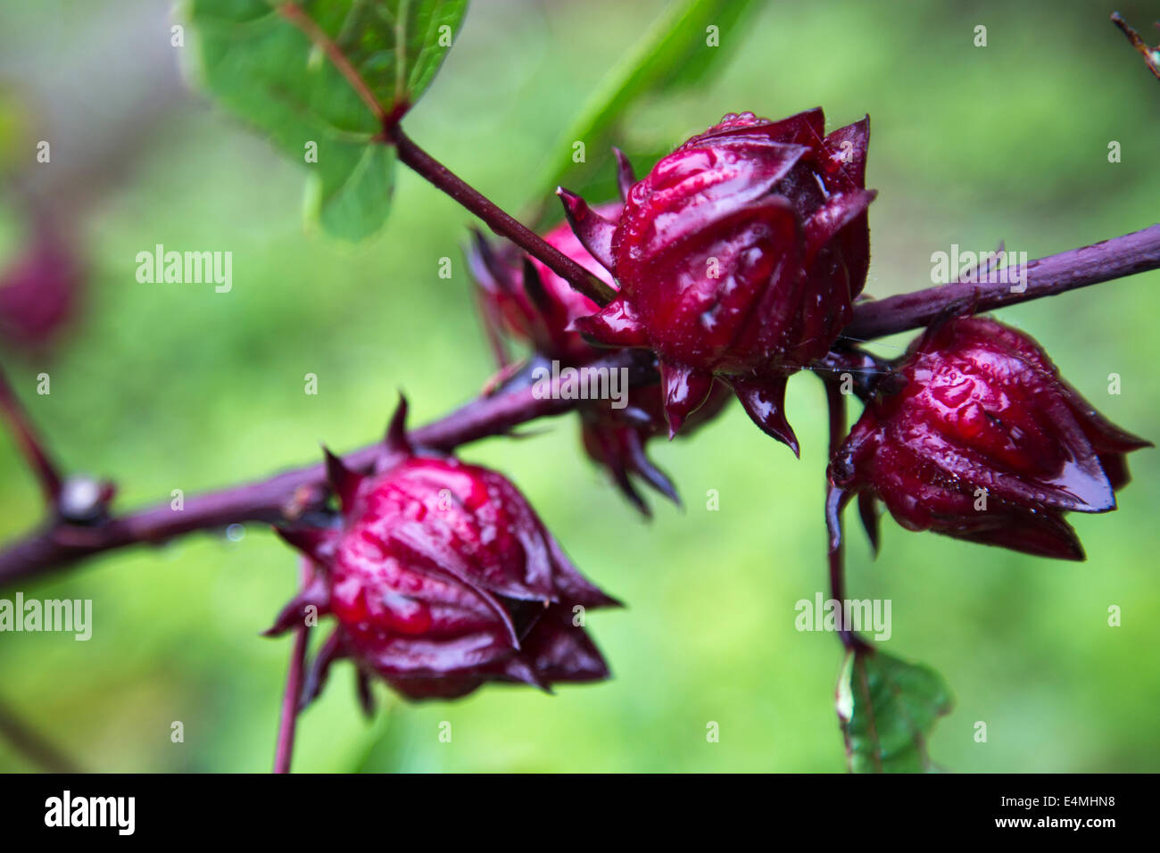 Buddhist monastery rain hi-res stock photography and images - Alamy