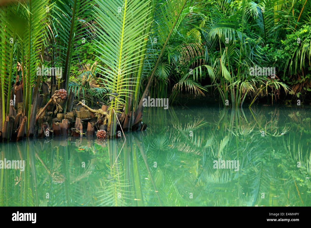 A tropical rainforest lagoon in Java, Indonesia Stock Photo - Alamy