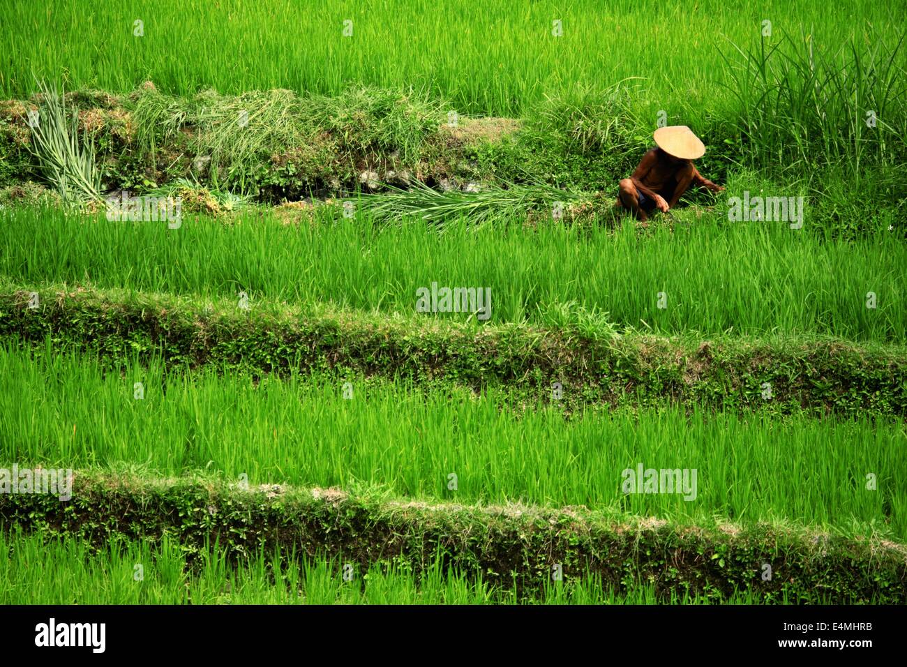 Farming rice terraces in Bali, Indonesia Stock Photo - Alamy