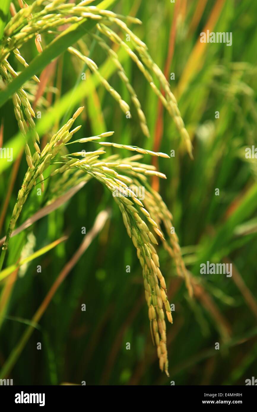Close up of rice growing in a terrace in Bali, Indonesia Stock Photo ...