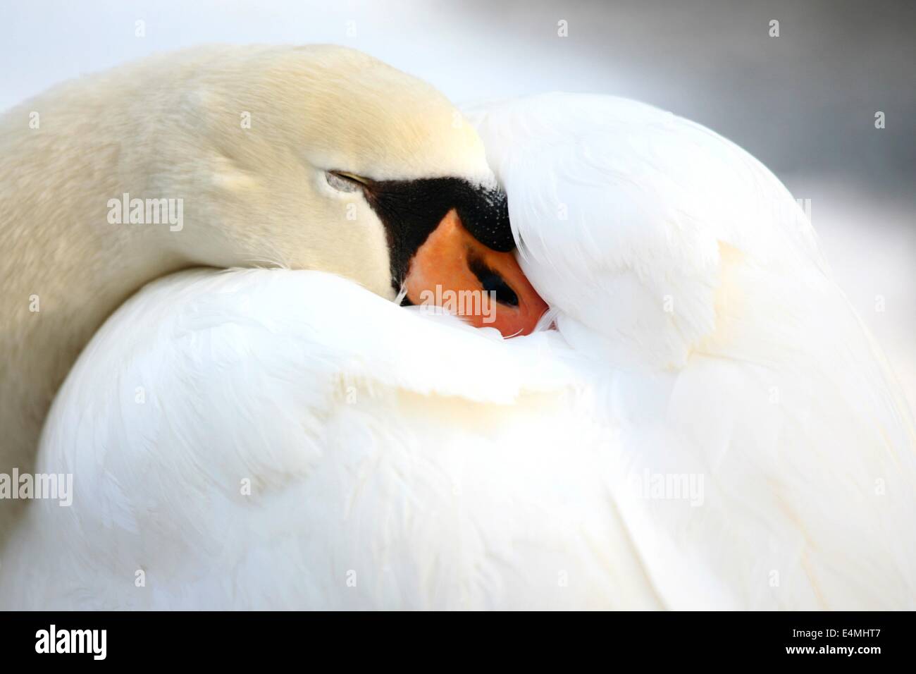 A close up of a sleeping swan Stock Photo - Alamy