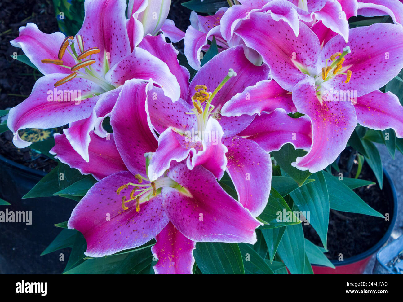 Pink tiger lilies Stock Photo - Alamy