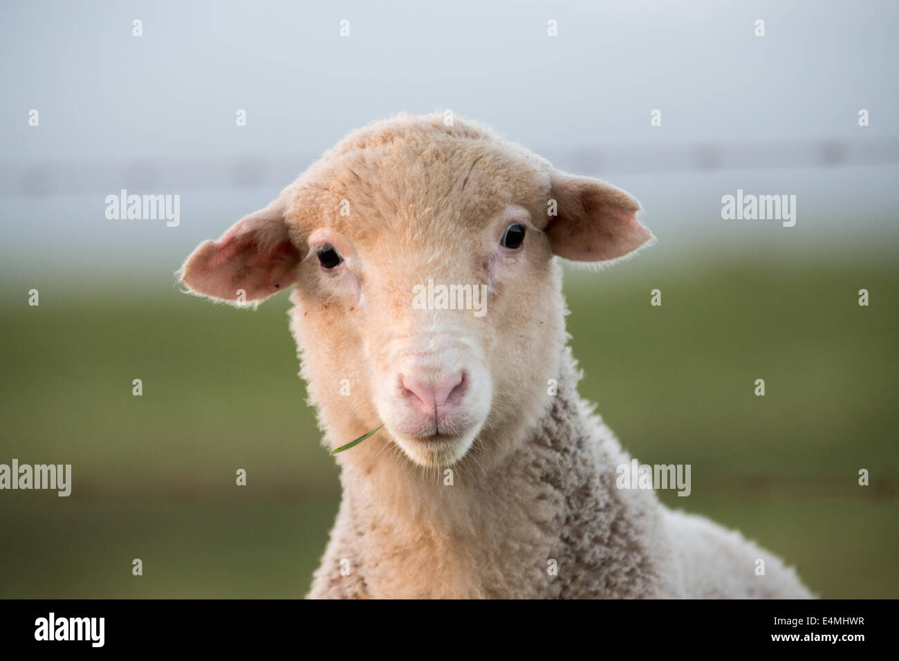 A young white sheep lamb chewing on some grass Stock Photo - Alamy