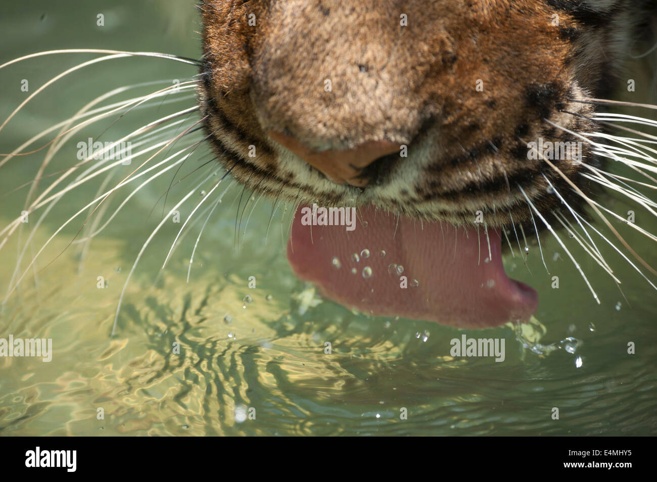 Captive Bengal Tiger drinking water Stock Photo - Alamy