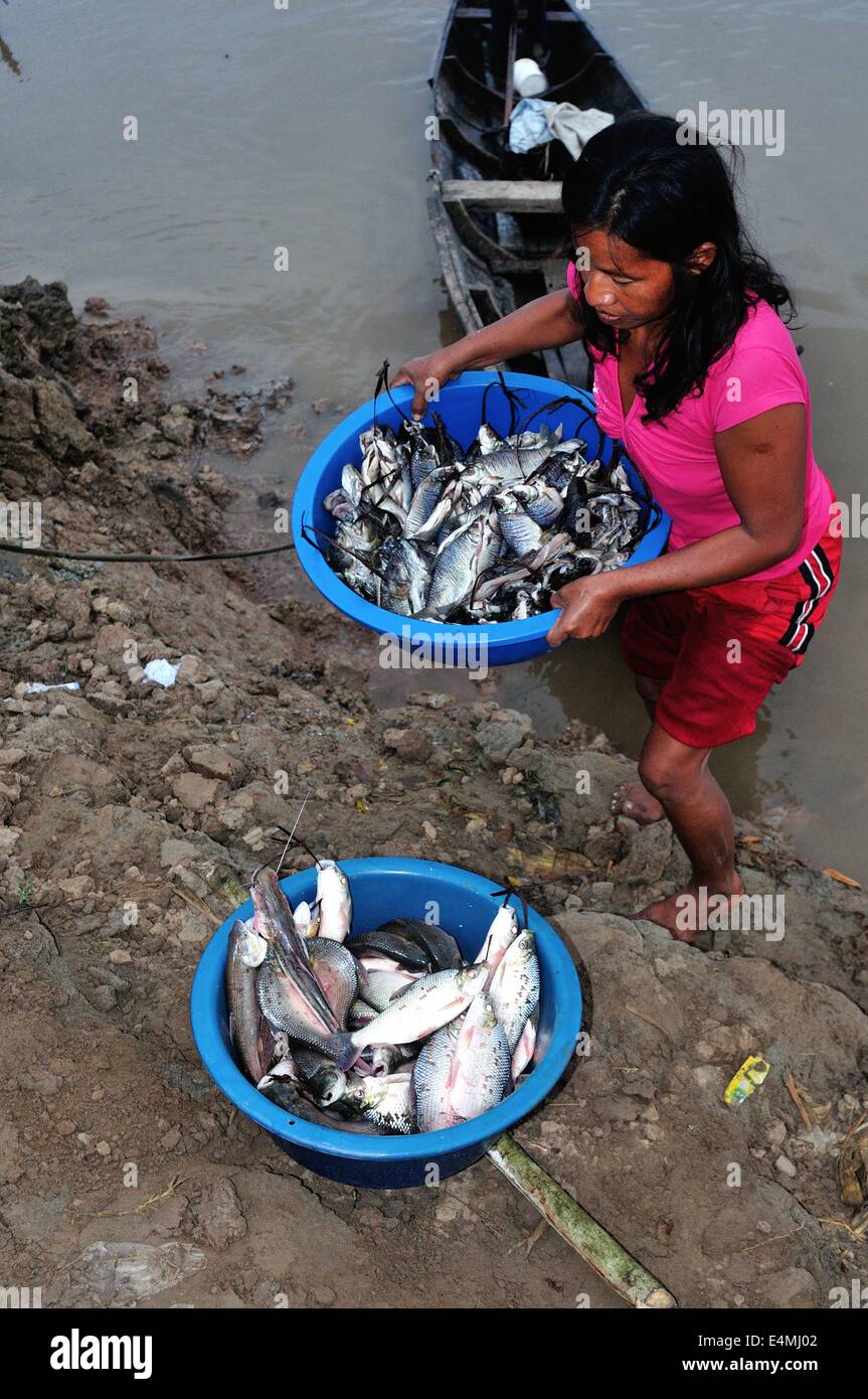 Bagre fish - Amazon river in PANGUANA . Department of Loreto .PERU ...