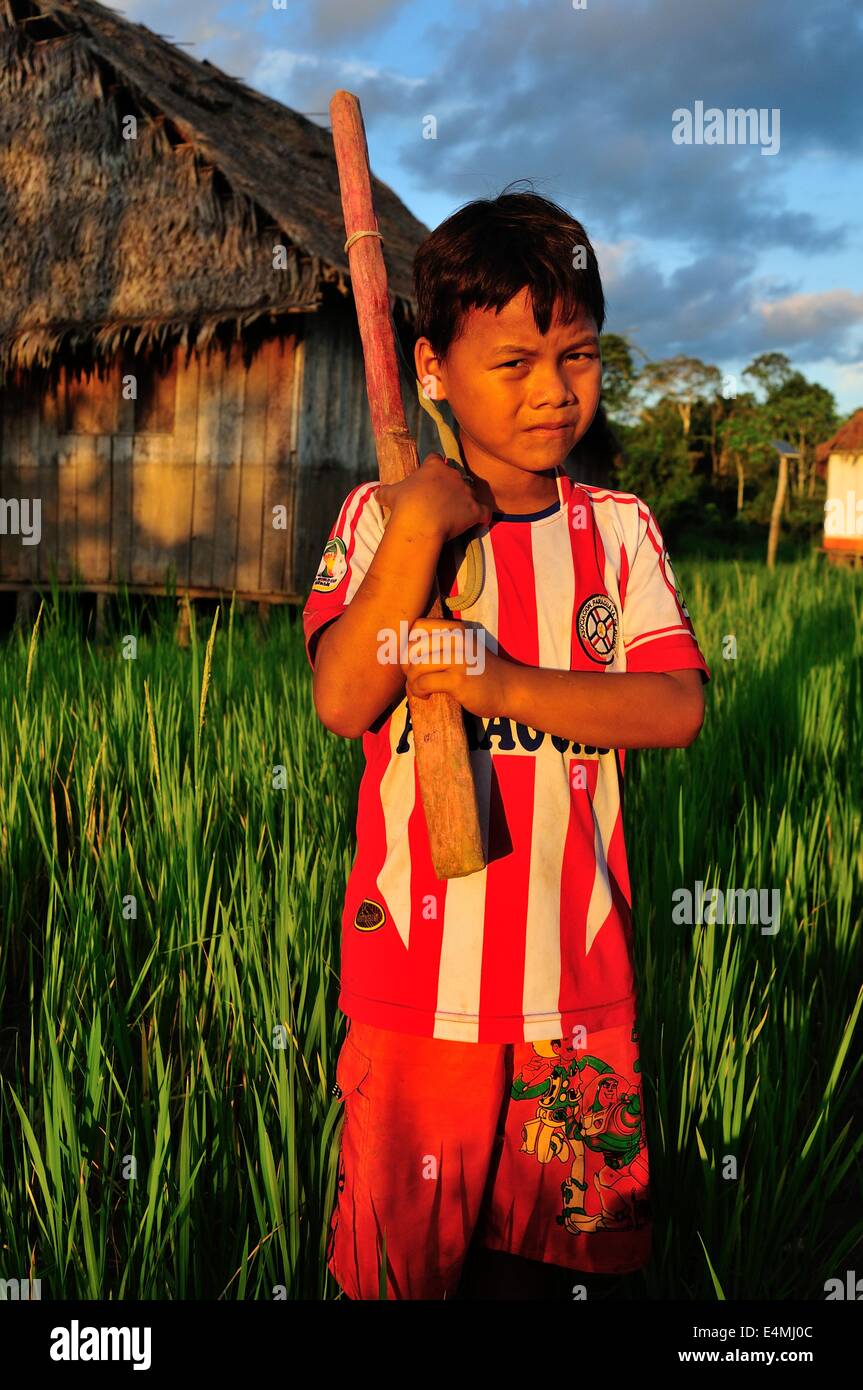 Rice plantation in PANGUANA . Department of Loreto .PERU Stock Photo ...