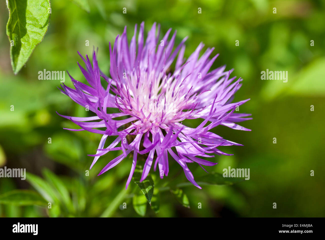 Persian cornflower hi-res stock photography and images - Alamy
