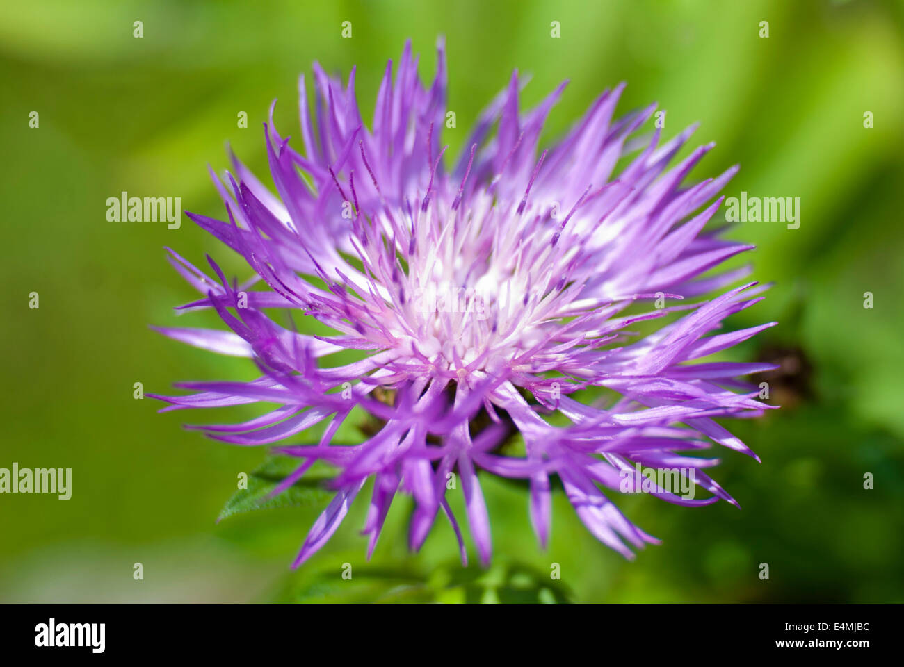 Centaurea dealbata cornflower hi-res stock photography and images - Alamy