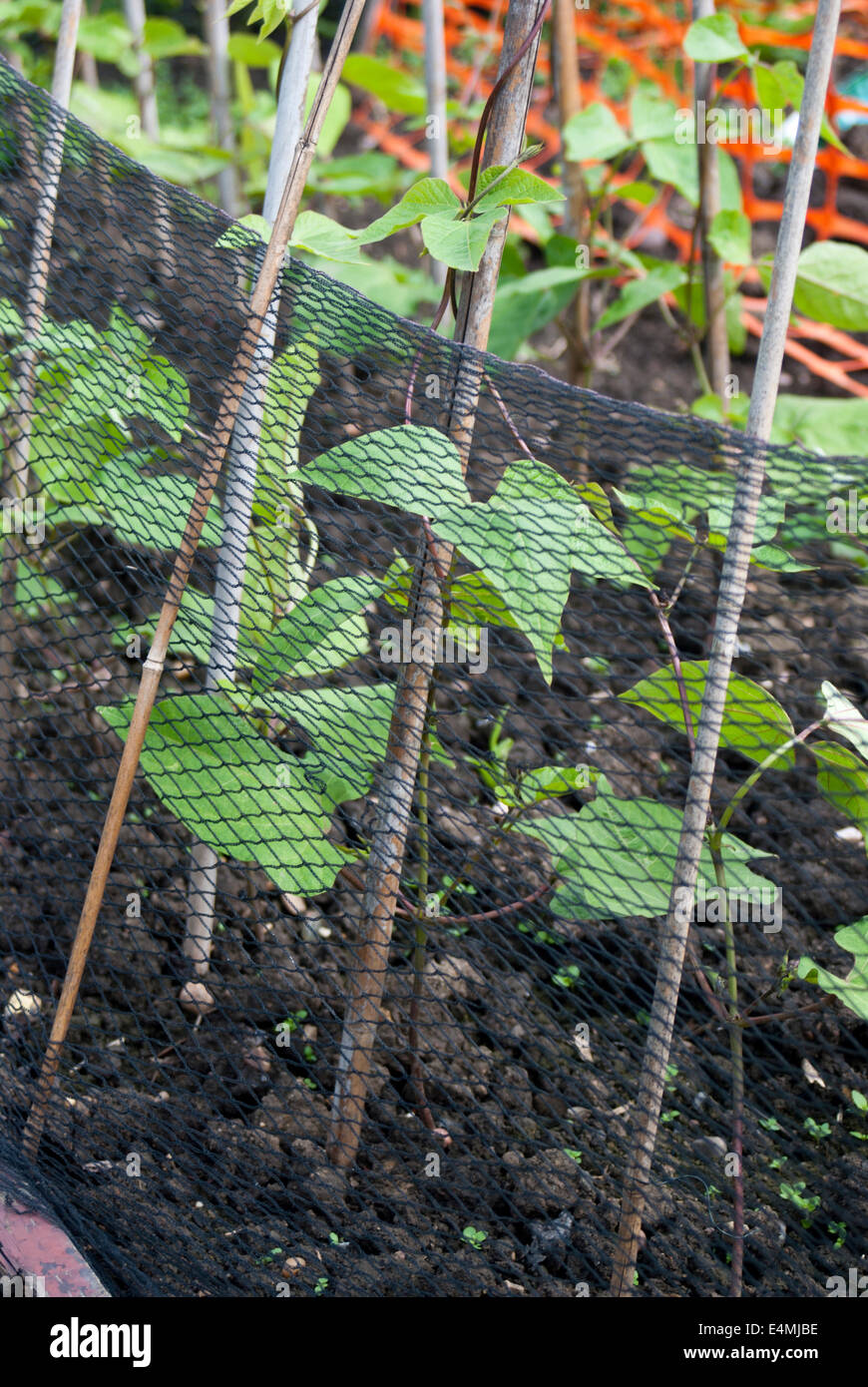 Two rows of runner beans with supporting canes and protective netting ...