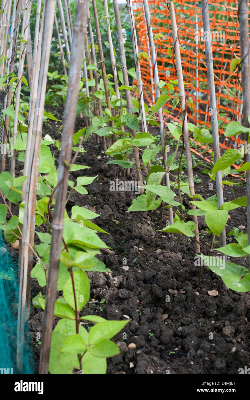Two rows of runner beans with supporting canes and protective netting ...
