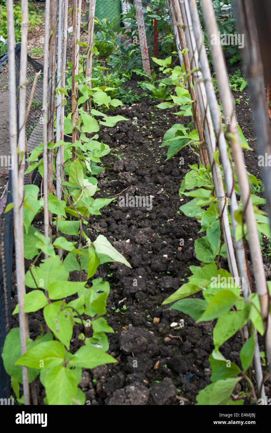 Two rows of runner beans with supporting canes and protective netting ...