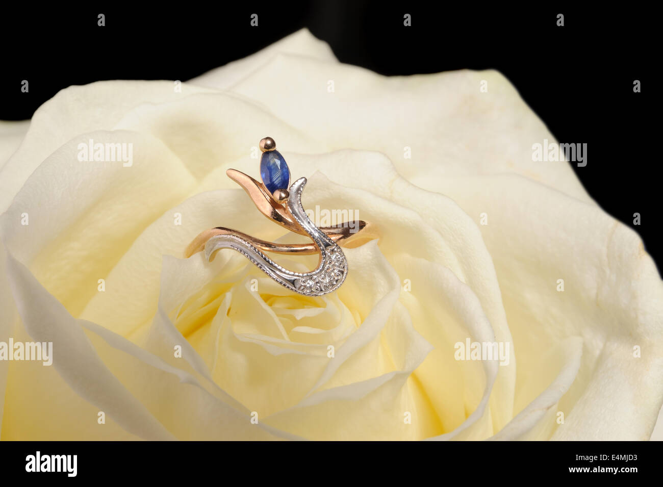 White rose gold jewelry ring hi-res stock photography and images - Alamy